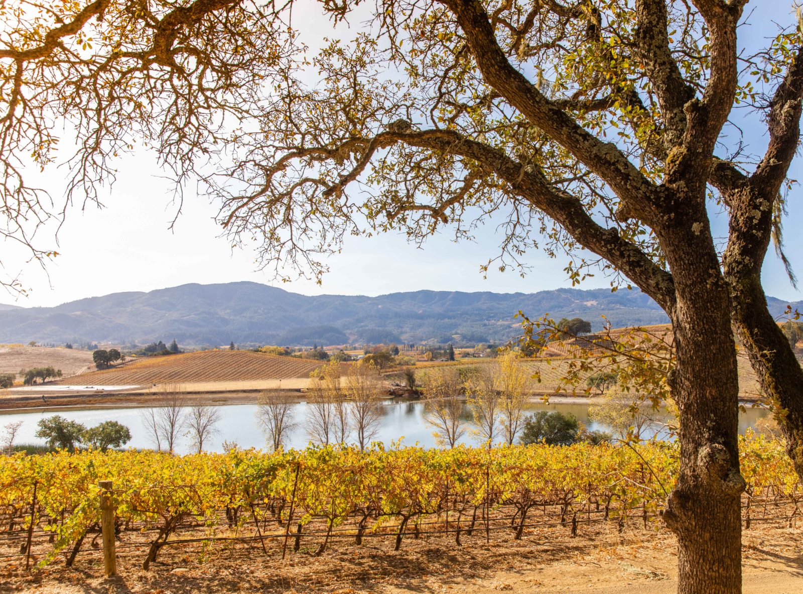 The Best Napa Valley Wedding Venues | Lisa Marie Wright Photography